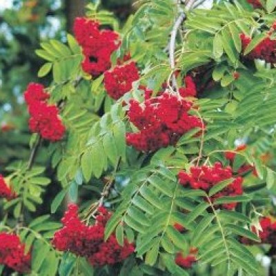 Рябина - Архиленд