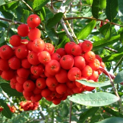 Рябина - Архиленд