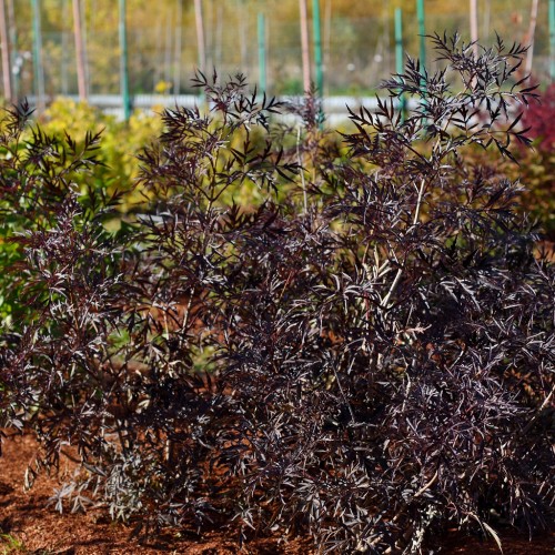 Купить Бузина (Sambucus) с доставкой почтой в интернет-магазине Архиленд