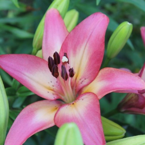Купить Лилия (Lilium) с доставкой почтой в интернет-магазине Архиленд